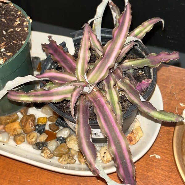 Euphorbia Lactea Cristata Red - Coral Cactus Pot 4” Indoor Plants ...
