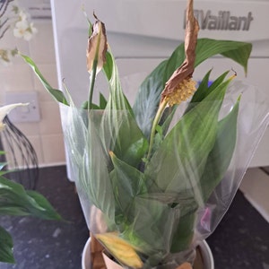 Happy Retirement Rose Bush Gift Wrapped Help A Colleague or Friend ...