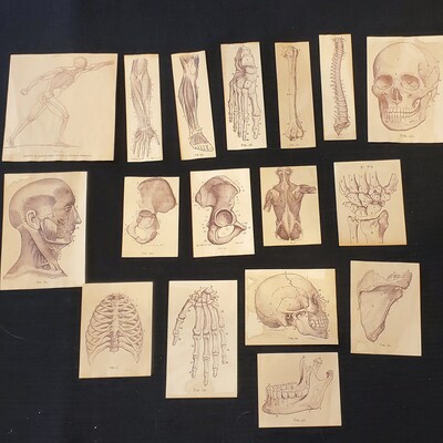 Vintage Medical Nursing Health Anatomy Human Body Ephemera Anatomy ...
