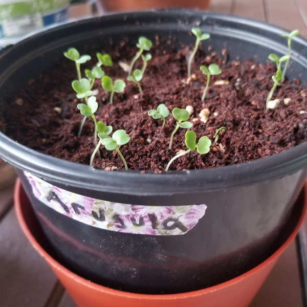 Heirloom Rocket Arugula Seeds - Organic, Non-gmo, Container Friendly ...