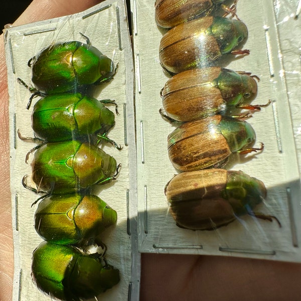 Shining Leaf Gold Chafer Beetle (5) Pack Anomala Sp Lot Real Insect Bug ...