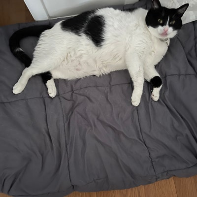 Cursed Cat Meme Sticker Sheet Sad Cat Sticker, Funny Meme Sticker ...