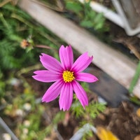 Dancing Rose Seeds Perennial Authentic Seeds Flowers Easy to Grow ...