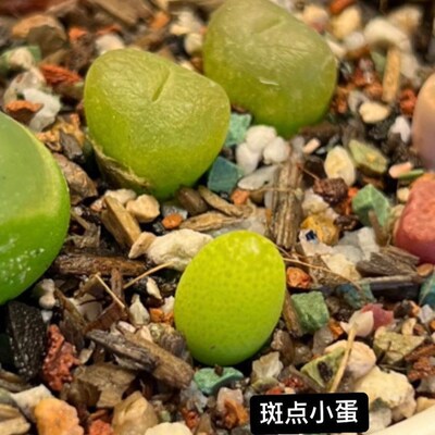 Live Plant Extreme Rare Succulents Conophytum Chrisocruxum - Etsy
