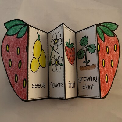 Life Cycle of a Chicken Foldable Kids' Craft A4 and 11x8.5 Inch Digital ...