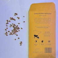 NATIVE WILD COLUMBINE Seeds *free Shipping!* Fresh & Organic Aquilegia ...