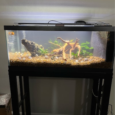 Bucephalandra Godzilla Submersed Grown Live Aquarium Plant - Etsy