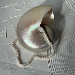 Nautilus Shell Rare Deep Sea Shell Specimen - Etsy