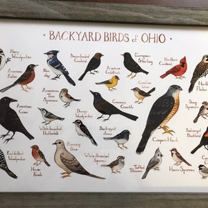 Ohio Backyard Birds Field Guide Art Print / Watercolor Painting Print ...