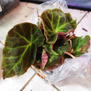 Rhizomatous Begonia 'caravan' - Etsy