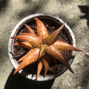 Aloe 'firecracker' 4 Bright, Easy-care Live Succulent Plant for Mini ...