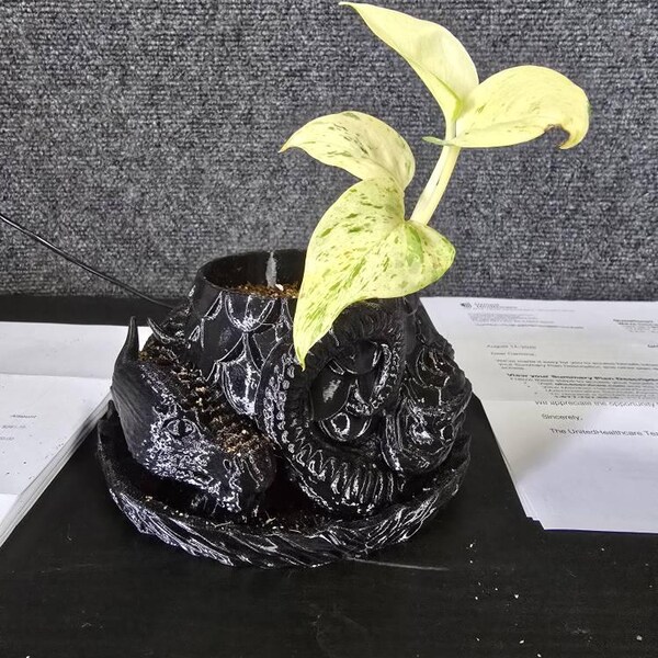 Snow Queen Pothos Single Starter Plant in a 1.5" Pot - Epipremnum ...