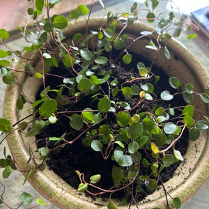 Pack of 2 Angel Vines - Etsy