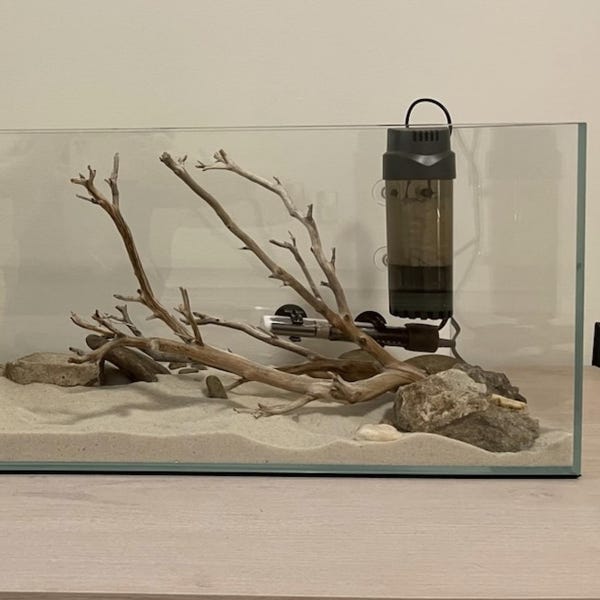 Windy Pods for Shrimp, Fish, Aquariums Craft Supplies Botanicals - Etsy