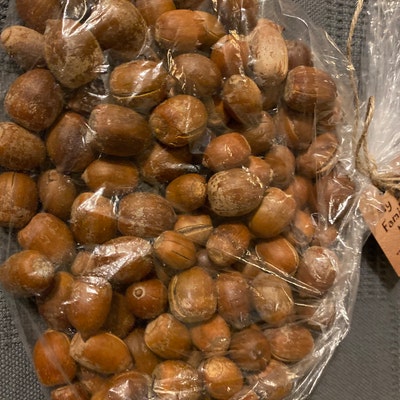 SMALL Real Acorns Natural Acorns Rustic Decor Thanksgiving - Etsy