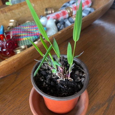 50 Seeds, Sunchoke Seeds, Jerusalem Artichoke Seeds, Helianthus ...