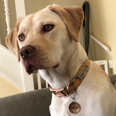 Custom Dog Tag / Custom Pet ID Tag Lucy in 1.25'' Domed Bronze ...