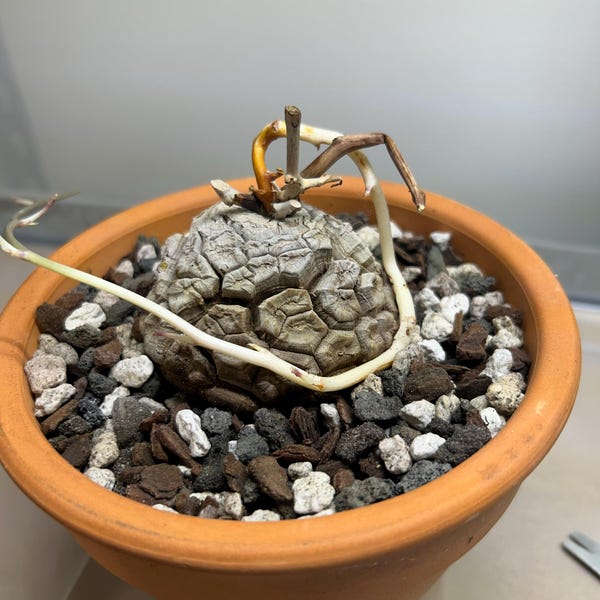Bulbine Torta, Super Rare Succulent！ - Etsy