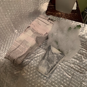 Persian Queen Geranium Golden Chartreuse Leaves and Neon Pink - Etsy