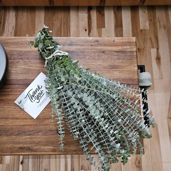 Fresh Eucalyptus Shower Bundle, Eucalyptus Shower Bundle, Indoor ...