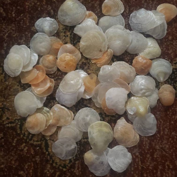 25 Beautiful Pink Rose Petal Tellin Shells - Etsy