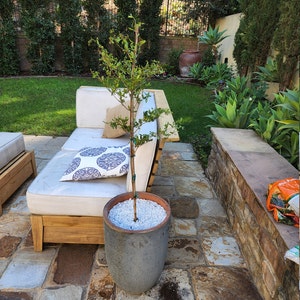 Spiny Black Olive bucida Molinetti 3 to 4 Feet Actual Photo - Etsy