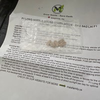 Vietnam Broccoli Seeds Cải Rổ Jie Lan Gai Lan Rapini Rabe Kale Stem ...