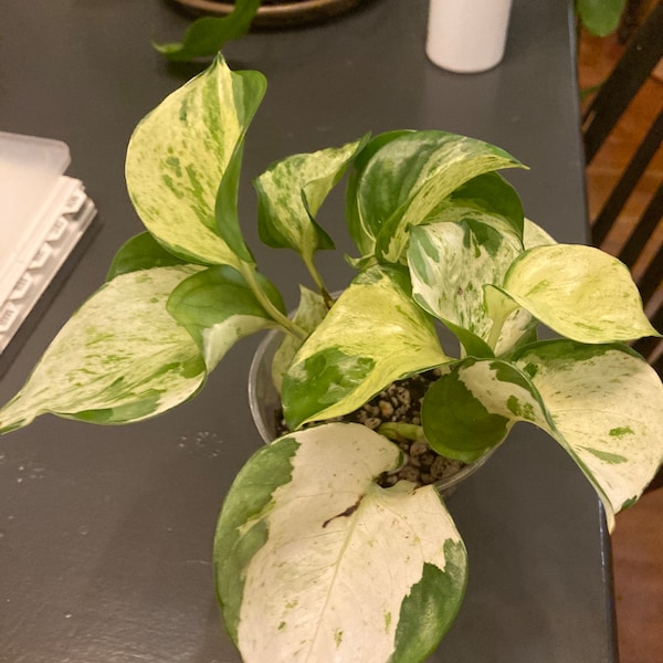 Potho Manjula High Viraigation Rare, Cuttings & Established Plants - Etsy