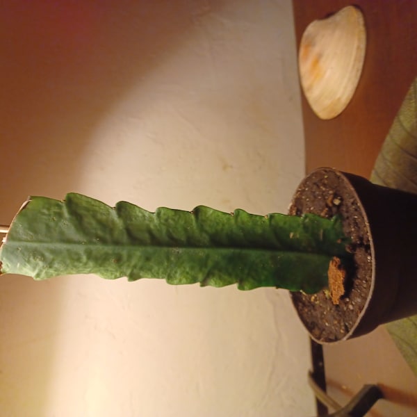 German Empress Epiphyllum -1 Cutting - (disocactus Phyllanthoides) - (6 ...