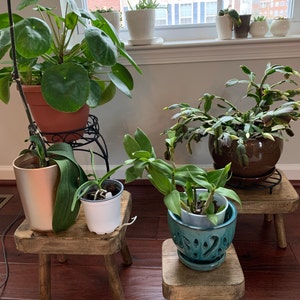 Rustic Wooden Plant Pot Stand Family - Etsy