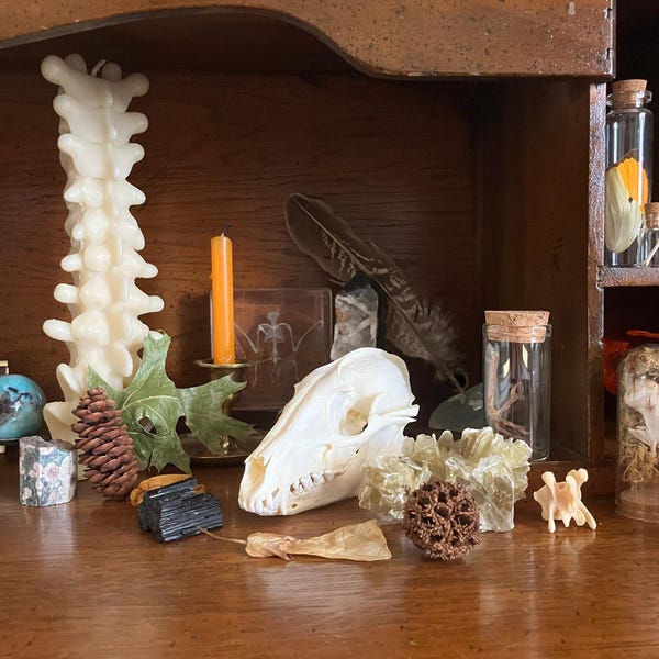 Real Moose Pellet in Glass Vial, Moose Poop, Animal Dung, Weird Gift ...