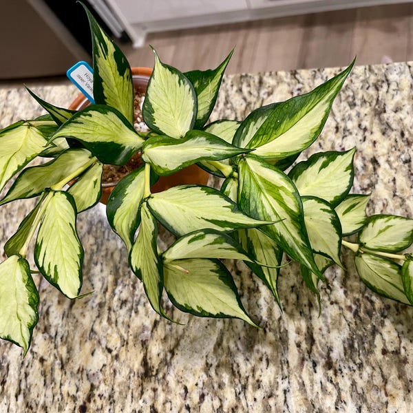 Scindapsus Salamount; Variegated Scindapsus Pictus Dark Cloud Salamount ...