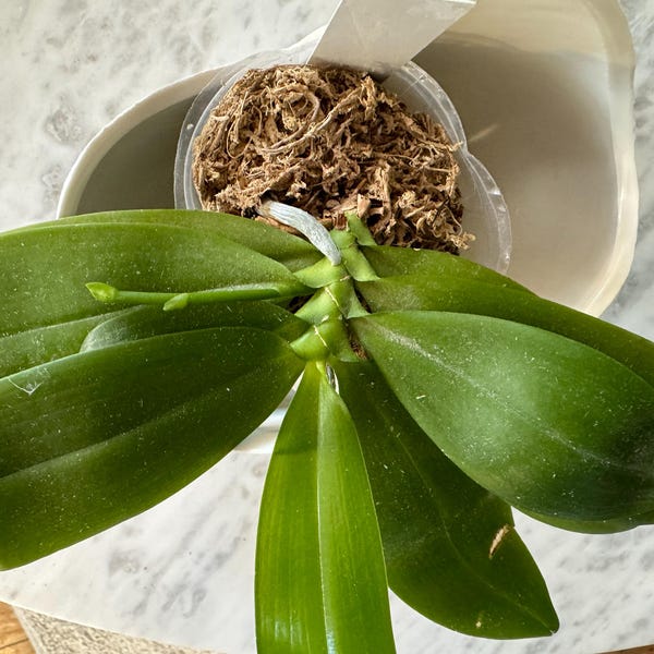 Phal. Hornglin Sweet Corn, Blooming Size, FREE SHIPPING - Etsy