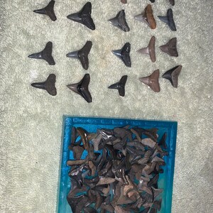 Make Yer Own Shark Art Kit Reef Shark | Etsy