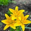 1 Gallon Pee Gee Hydrangea Bare Root Tree - Hydrangeas/live Plants ...