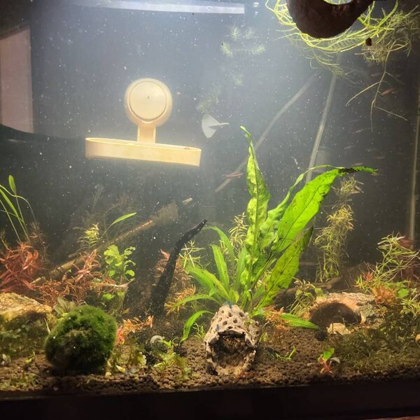 4x4 Inch Portion of Subwassertang! Live Aquarium Plants! Free S/h Live ...