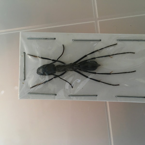 Dinoponera Sp1 (giant Amazonian Ants) ~29mm, Real Giant Ants, Ant ...