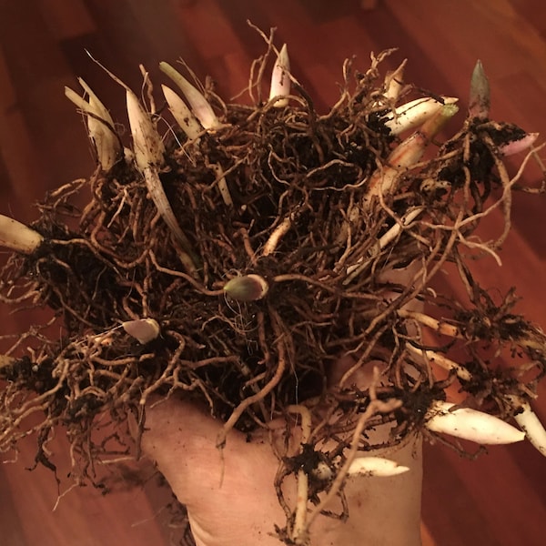 Bare-root Wild Ginger Plants - Etsy