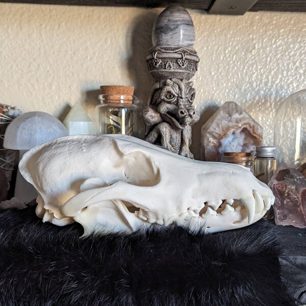 10 Deer Distal Phalanx Bones Phalanges Knuckle Bones - Etsy