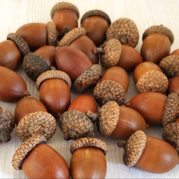 JUMBO Acorns Extra Large Acorns Natural Acorns Real Acorns Christmas ...