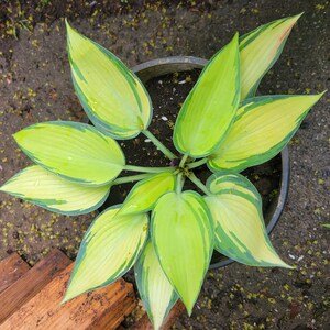 Hosta june - Etsy