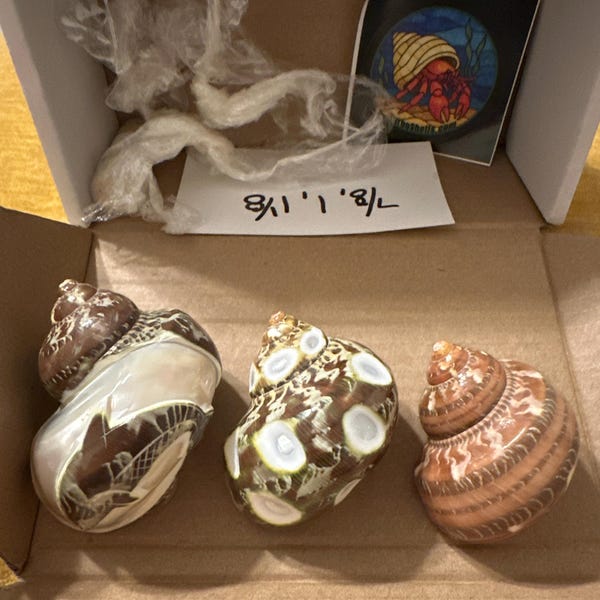 Turbo Shells Pack - Hermit Crab Shell Growth Pack - Etsy