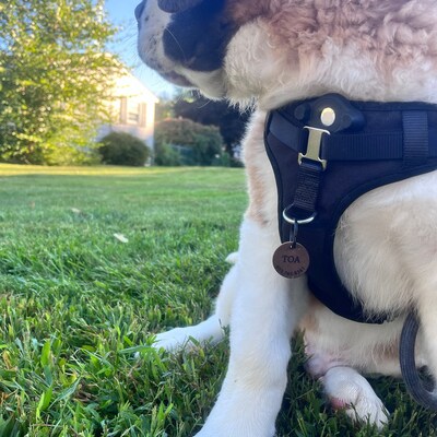 Quiet Dog Tag, Leather Dog Tag, Personalized Leather Dog Tag, Pet ...