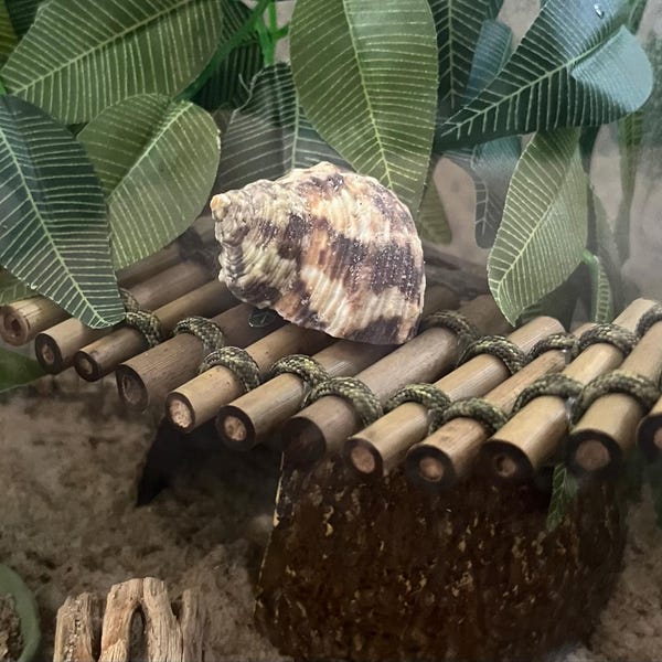 Bamboo Bridge - 2.5" Width - (perfect for Young Crested Geckos, Tree ...