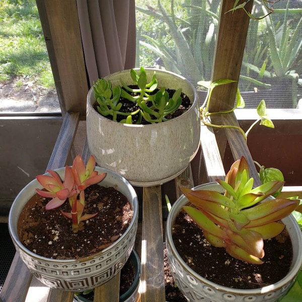 Sedum Dendroideum, Tree Stonecrop, Rare Succulents With Massive Long ...