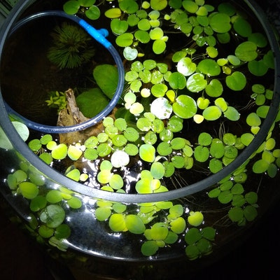 Floating Plant Package 1, Frogbit Dwarf Water Lettuce Water Spangles ...