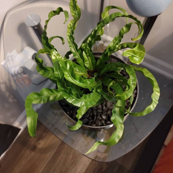 Hurricane Bird’s Nest Fern Asplenium Antiquum - Etsy