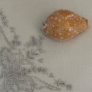 Large Specimen Grade 63.1mm CONUS Regius Royal, Crown Cone SEASHELL JB ...