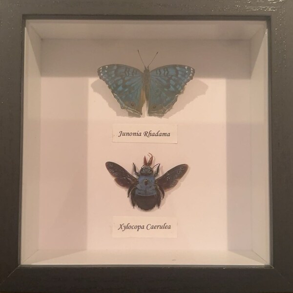 The Blue Buckeye Butterfly, Junonia Rhadama, Unmounted (wings FOLDED ...