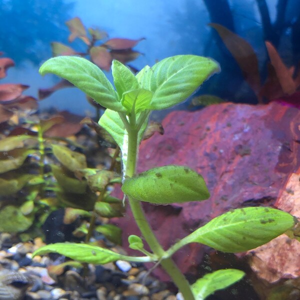 2 Bucephalandra Micro Plants Live Aquarium Plants Free S/h Live Aquatic ...